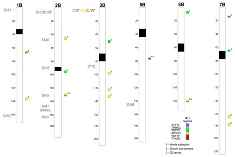 Genetic Mapping Of Loci For Resistance To Stem Rust In A Tetraploid Wheat Collection