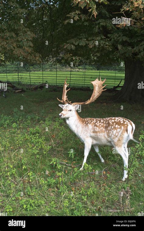 Dh Dama Dama Deer Uk Fallow Deer Buck Male Antlers Aston Court Estate