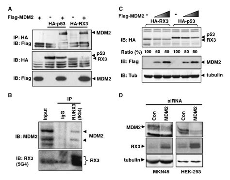 Figure 2 From Runt Related Transcription Factor Runx3 Is A Target Of