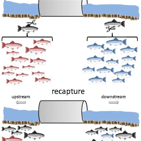 Study Designs For Mark Recapture Or Re Sighting Studies Of Individual