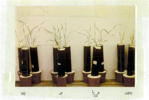 Figure 11 From Invasion Of Senescing Cereal And Grass Root Tissues By Parasitic Fungi