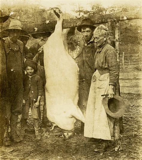 Cold Weather And Hog Killing Blind Pig And The Acorn