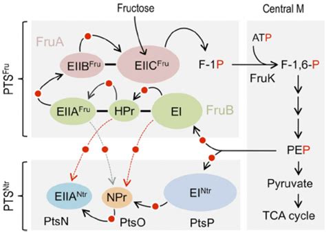Organization And Interplay Of The Fructose Related And N Related