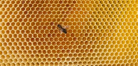 Why Bees Are Disappearing Cnrs News