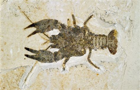 Arthropod Fossil
