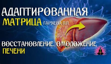 Мощное омоложение печени Адаптированная матрица Гаряева Смотреть онлайн в поиске