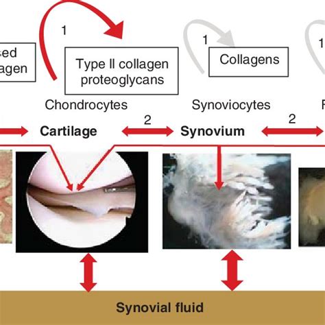 Dynamic Reciprocity Applying Dynamic Reciprocity In An Intra Articular Download Scientific