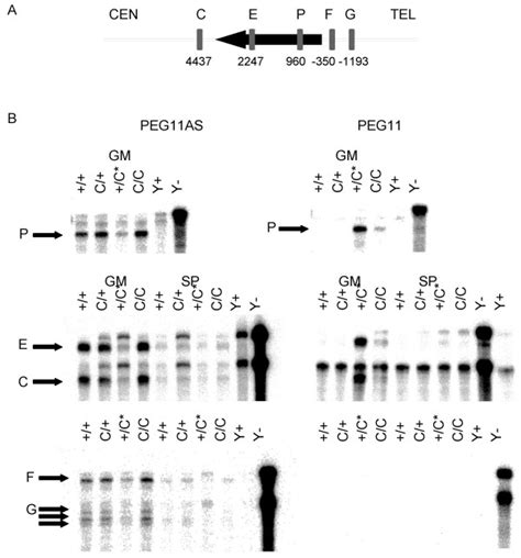 Mapping of PEG11 and PEG11AS transcripts by ribonuclease protection ...