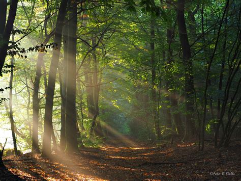 Wald Das Sind Die 13 Schönsten Wälder In Deutschland Vqkicn
