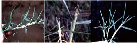 Different Developmental Stages Of Kikuyu Grass Image A