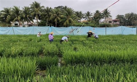 筑牢丰收之基！中国农发有序推进春耕春种工作－国务院国有资产监督管理委员会