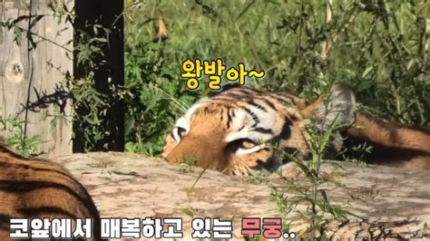 백두대간 호랑이 태범 무궁이의 장난에 패트롤카까지 출동 태범이는 매트를 가지고 놀고 싶었지만 무궁이의 참견에 결국 패트롤카 출동 YouTube