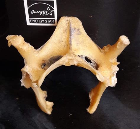 Skeletal System Turtle Pelvic Girdle Diagram Quizlet