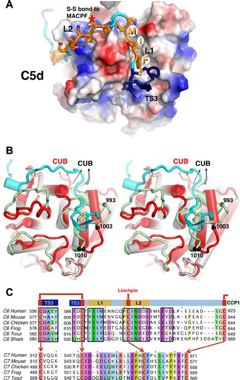 The Ts3 Ccp1 Of C6 Linker Interface With The C5d Domain Of C5 A