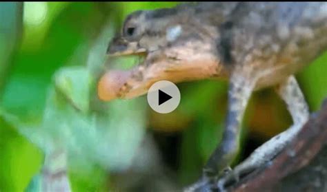 약혐 도마뱀 물어 뜯는 사마귀 유머 움짤 이슈 에펨코리아