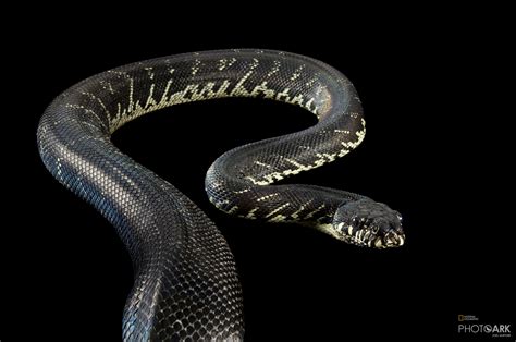 Photo Ark Home Boelens Python National Geographic Society
