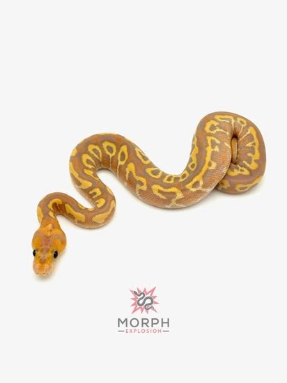 Coral Glow Pompeii Ball Python By Morph Explosion