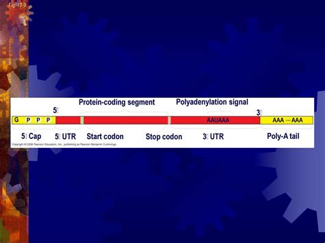 Dna Transcription And Translation Ppt Download