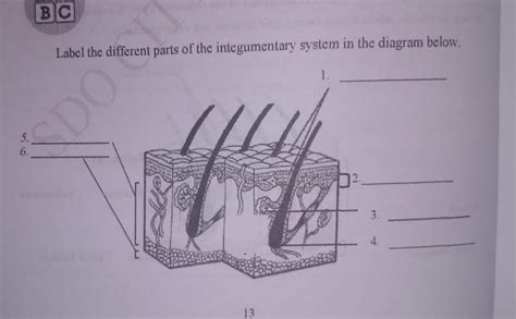 Integumentary System Diagram To Label
