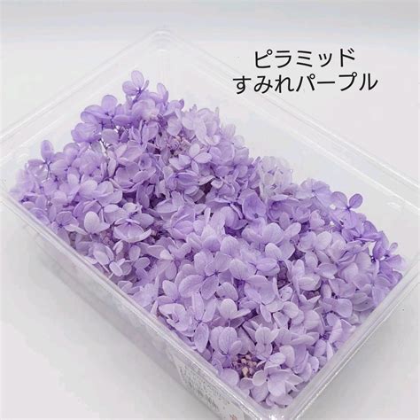 48％割引パープル系ブランド品専門の No 21700 ピラミッドアジサイ すみれパープル 新品 大地農園 各種パーツ 素材 材料パープル系