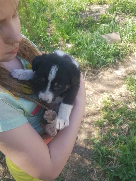 Заботливых мам и пап ищут 8 щенков 5 мальчиков и 3 девочки Почти все