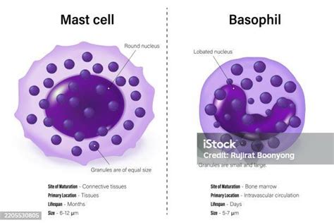 Perbedaan Antara Sel Mast Dan Basofil Sistem Kekebalan Tubuh Manusia