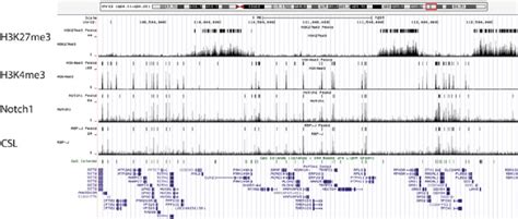 Visualization Of Chip Seq Data In The Ucsc Browser Allows One To Get A