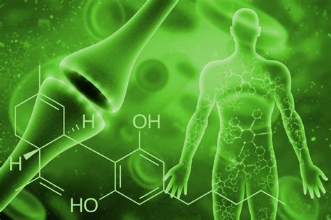 Einfach Erklärt Das Endocannabinoidsystem Hanfpfoten