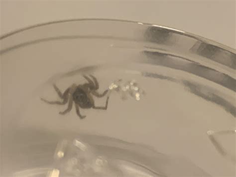 Caught This Little Foo Anyone Have Additional Info On The Suspect R