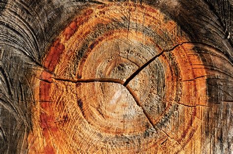 Premium Photo Natural Wood Trunk Segment Surface Texture Background Premium Photo Natural Wood Trunk Segment Surface Texture Background