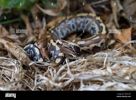 Sumatran Red Blood Python Python Curtis Curtis Commonly Known As Red