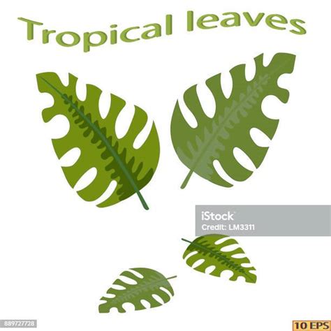 녹색 단풍입니다 다른 식물의 잎입니다 녹색 잎은 흰색 배경에 고립입니다 벡터 일러스트입니다 0명에 대한 스톡 벡터 아트 및 기타 이미지 Istock