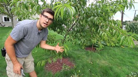 How To Prune Dwarf Peach Trees At Shirley Gonzalez Blog