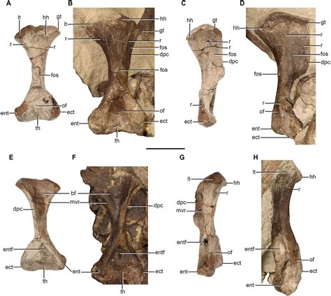 What Are Transitional Fossils And Why Are They Important