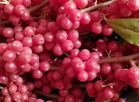 წმინდავს ნაღველს შველის ხველას არის ძლიერი ანტიოქსიდანტი შტოში და მისი მომზადების რამედენიმე