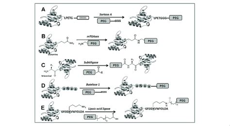 Enzyme Mediated Modification Of Proteins The X And A Locked In