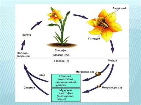 Жизненные циклы растений Online Presentation