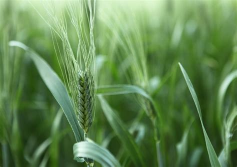 Gerste Anbauen Nährwerte Und Kultur Das Grüne Archiv