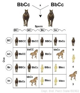 CB Genome Mapping Flashcards Quizlet