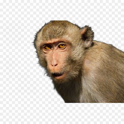 Monkey No Background Isolated Png Pngsource