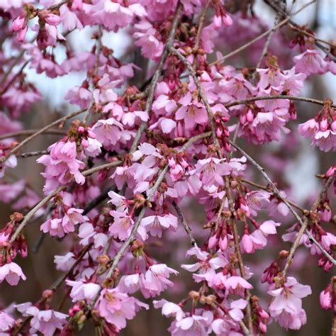 Pink Cascade Cherry Platt Hill Nursery