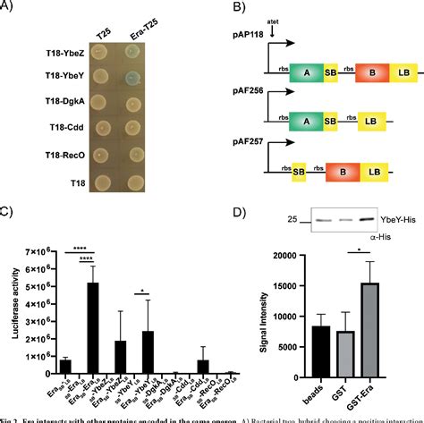 Figure 1 From The P Ppgpp Binding Gtpase Era Promotes Rrna Processing And Cold Adaptation In