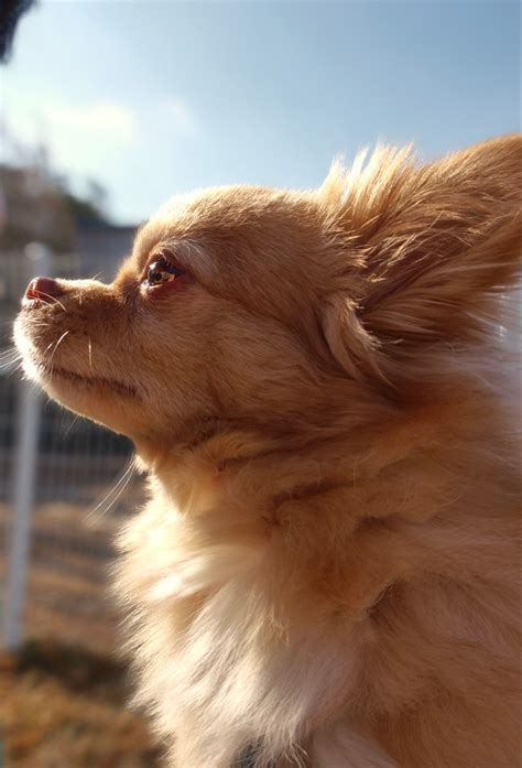 장모치와와 망고 강아지 책임분양 ️ 아이조아 유기방지입양 파양 강아지보호소 고양이보호소 무료분양센터