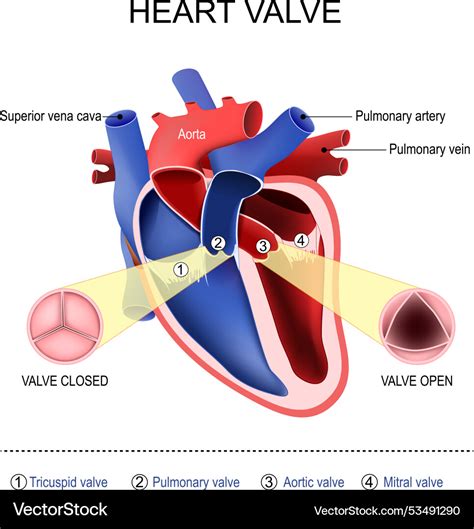 Heart Valve Anatomy Cross Section Of Human Vector Image