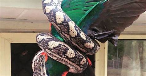 Huge Python Devours King Parrot Whole In Chilling Wildlife Pictures