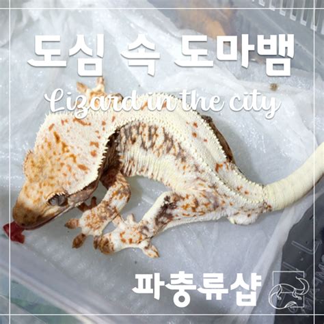 [도심속도마뱀] 릴리화이트 암컷 저렴히 분양중입니다 [준성체~성체]🔥 구로ㆍ신도림ㆍ서울 파충류 샵 네이버 블로그