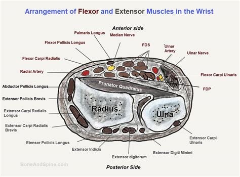 Wrist Extensor Compartments Diagrams Image Radiopaediaorg