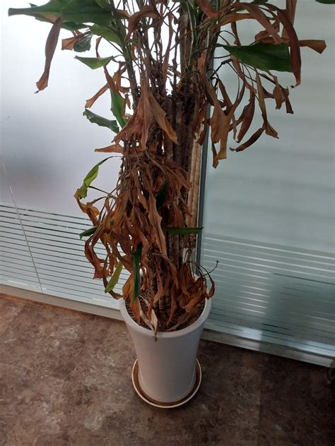 이러한 대형화분 어떻게 처리해야하나요 ㅣ 궁금할 땐 아하