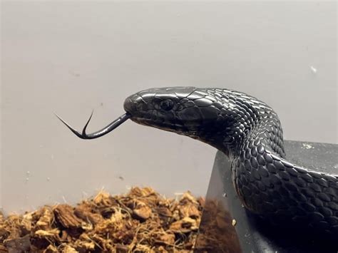 Sid Being Cute R Sneks