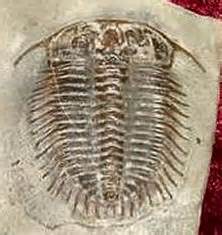 A Gallery Of Some Of The Trilobite Order Odontopleurida